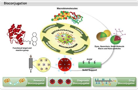 Bioconjugation Services Custom Bioconjugation Company Bio Synthesis