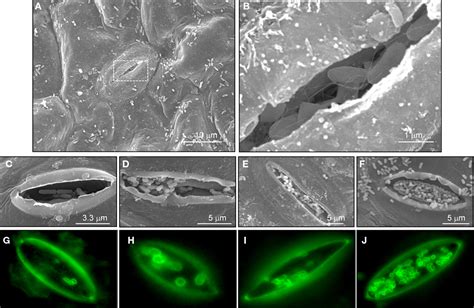 Stomata And Bacteria Plant Stomata Encyclopedia