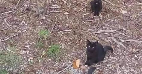 How Many Cats Do You See Album On Imgur