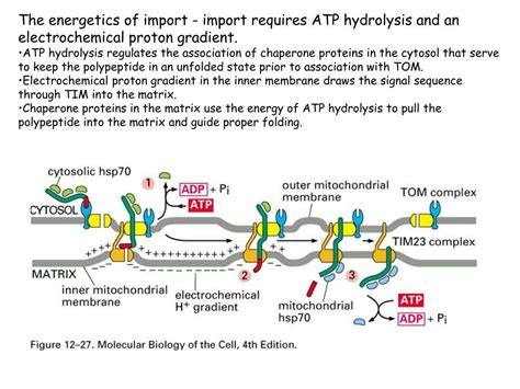 PPT Intracellular Compartments Protein Sorting And Transport