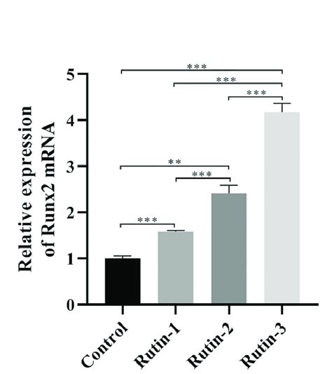 Expression Of Runx2 Gene After Treatment Of Mc3t3 E1 Cells With