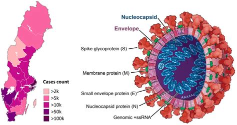 Multi Regional Covid 19 Epidemic Forecast In Sweden Yihan Xing Oleg