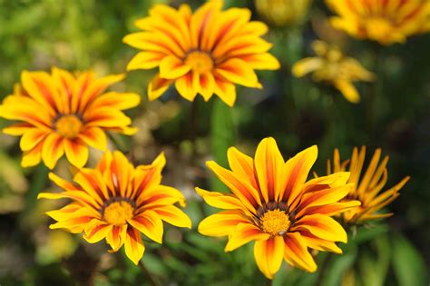 Gazania Splendens