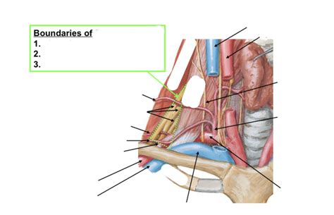 Boundaries And Contents Of The Scalene Interval And The Phernic Nerve And Branches Of The