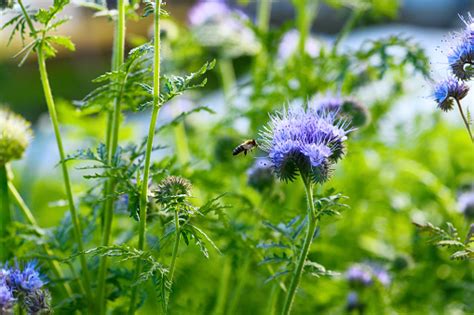 꿀벌과 꽃 Phacelia 날으는 꿀벌은 녹지를 배경으로 Phacelia에서 꽃가루를 수집합니다 Phacelia