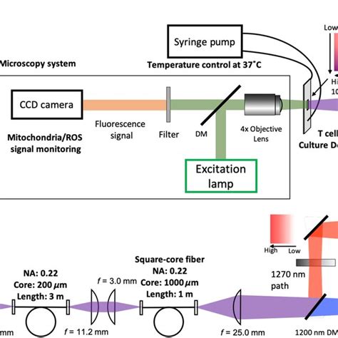 a schematic of the real time single cell live imaging system capable