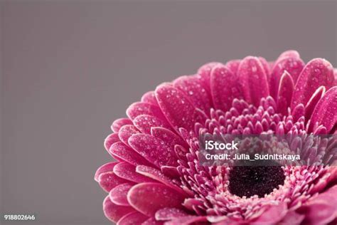물에 아름 다운 단일 Gerbera 데이지 꽃 머리 방울 근접 촬영 생일 어머니 또는 여 대 하루 인사말 카드 3월에 대한 스톡