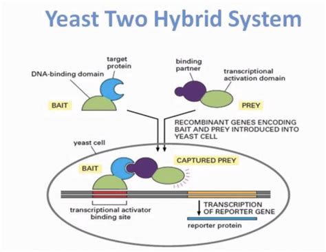 The Yeast Two Hybrid Y2h Assay Principle Procedure Variations And Applications