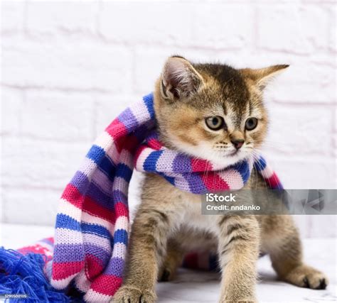 새끼 고양이 황금 똑딱 영국 친칠라 직선 앉아 에 A 흰색 배경 애완고양이에 대한 스톡 사진 및 기타 이미지 애완고양이 0