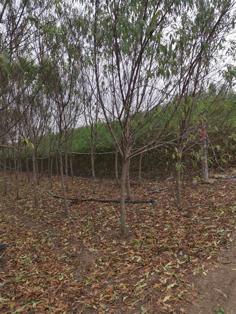 山桃树耐寒吗 好景园林