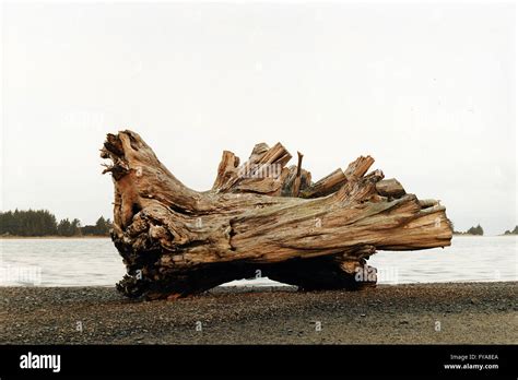 A Monster Of A Tree Trunk Lying On A Remote Pacific East Coast Beach In Queensland Australia