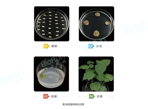 快速get全套基因编辑实验方法！ 知乎