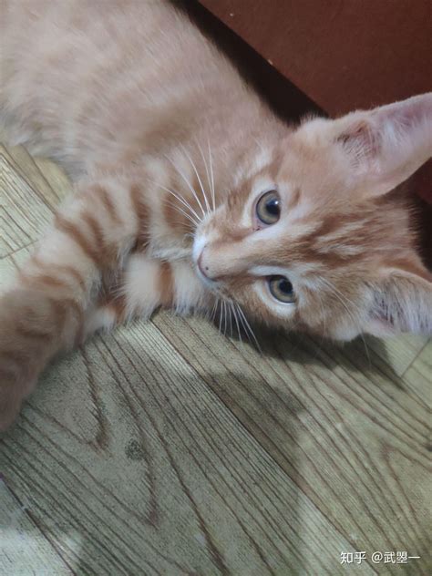 我妈把我的猫扔了不自觉的就会想到它 知乎