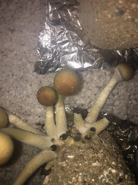 Anyone Know Why These Pins Randomly Aborted Already Harvested The Left Side Of The Cake Rshrooms