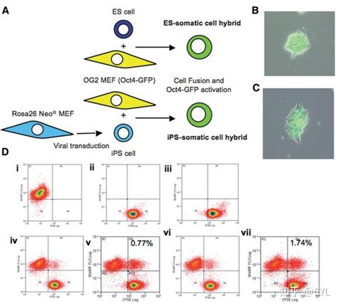 【文献翻译】体细胞融合法测定小鼠es细胞和ips细胞重编程能力的比较 知乎