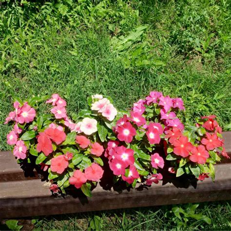 City Flowers Skopje
