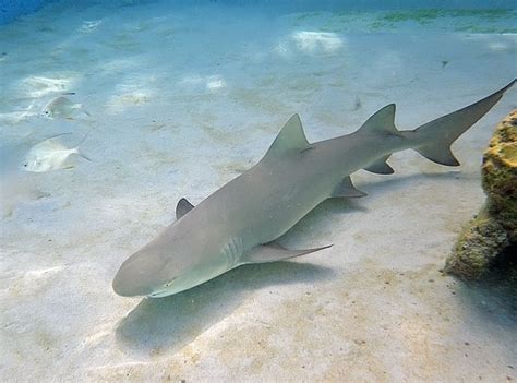 Lemon Shark Swimming In The Ocean