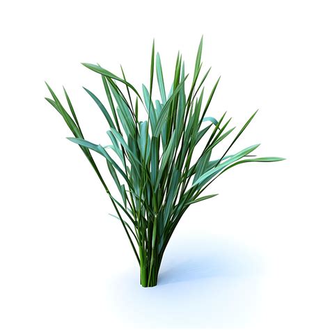 Premium Ai Image Shelter Switchgrass Bluegreen A Mini Bouquet High Biomass Y Isolated On White