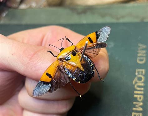 Man Faced Bug Catacanthus Incarnatus Unspread A1 For All Your Art