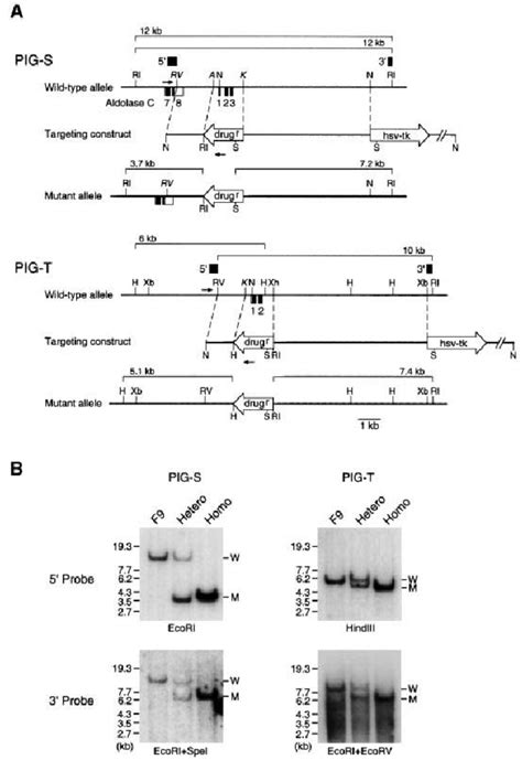 Generation Of Pig S And Pig T Knockout Mouse F9 Cells A Disruption