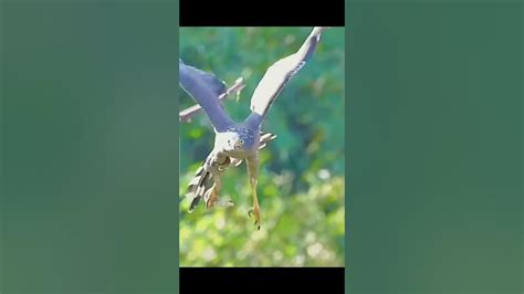 Eagle And Snake Fight 🦅🐍 Youtube