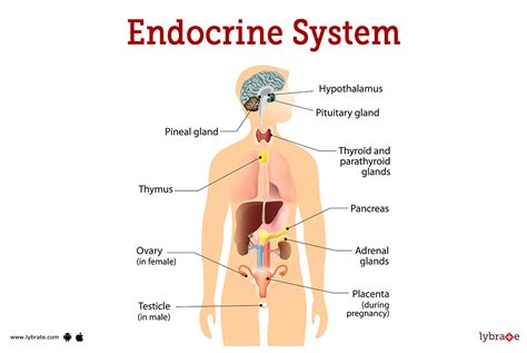Endocrine System Function And Structure