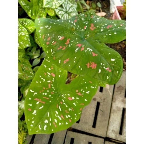 บอนสีสาวน้อยประแป้งส่งพร้อมกระถาง6นิ้ว Shopee Thailand