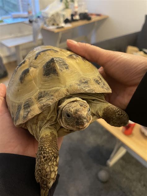 What Sex Is My Tort R Tortoise