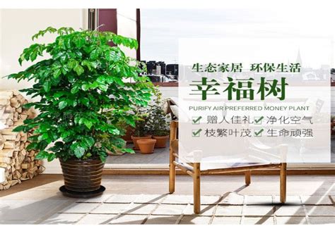 幸福树园林用途 幸福树结豆角象征什么 菜豆树的园林用途 大山谷图库