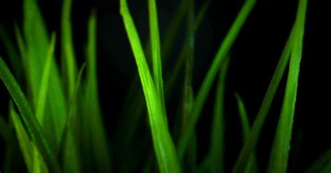 Grass Black Background Stock Video Footage For Free Download