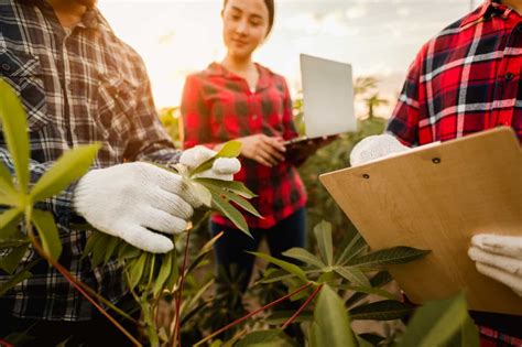 Growing Your Profits Crafting A Comprehensive Cassava Farming Business