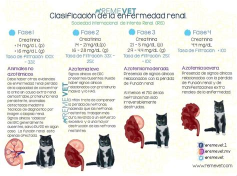 Pin En Veterinaria