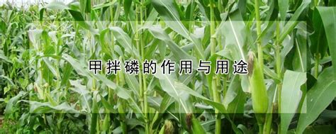甲拌磷的作用与用途 发财农业网