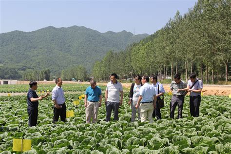 我校十字花科蔬菜根肿病早期健苗无害化防控技术在陕西大面积示范成功 云南农业大学 新闻网