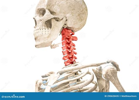 Cervical Vertebrae In Red Color 3d Rendering Illustration Isolated On White Human Skeleton And