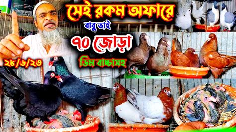 বাবু ভাইয়ের সেই রকম অফার ডিম বাচ্চা সহ ৭০ জোড়া কবুতর বিক্রি খুবই