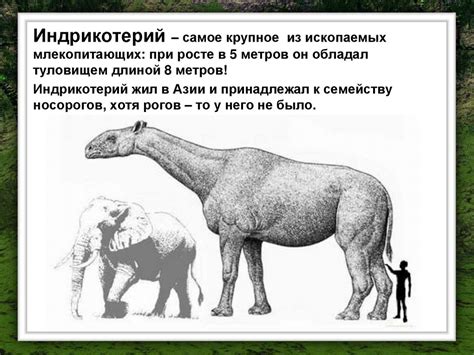 презентация Первые млекопитающие презентация онлайн