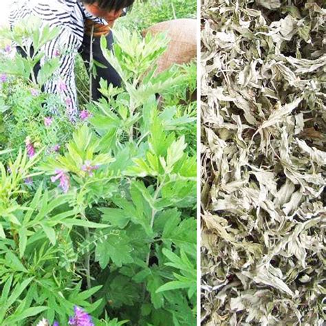 野生艾叶艾草干花泡脚坐月子婴儿洗澡500g虎窝淘