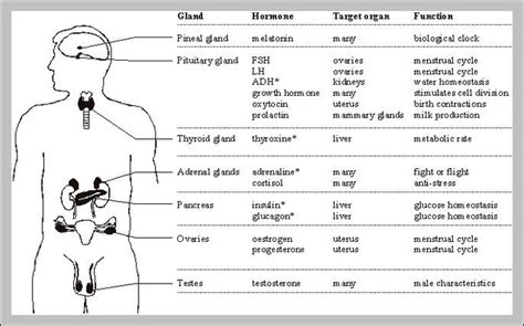 Endocrine Glands And Their Functions Graph Diagram