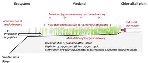 Microbial Methylation Of Mercury In Wetlands And Its Environmental Risks Intechopen