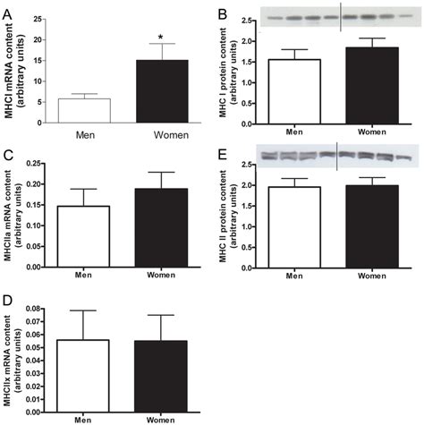 Sex Differences In MHC Isoforms Differences In MHC I Muscle MRNA Download Scientific Diagram