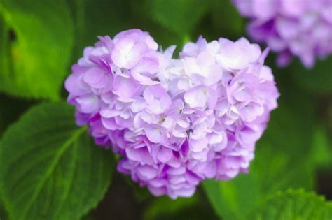 蓮台寺の紫陽花 長野市若穂ひらさんのHighトレッキング