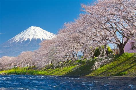 來去日本賞櫻吧！遠離塵囂的5大絕美花見景點 姊妹淘 Nownews今日新聞