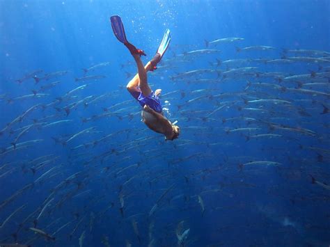 Great Barracuda Finding Nemo