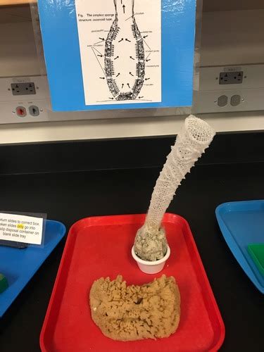 Bio Lab Practical 2 Flashcards Quizlet