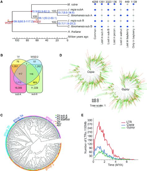 The Features Evolution And Divergence Of The Pecan Subgenomes A