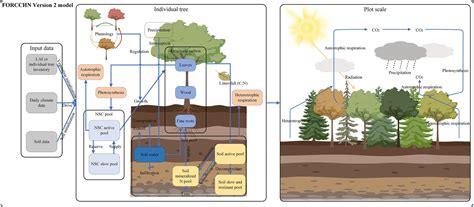 Forest Ecosystem Model