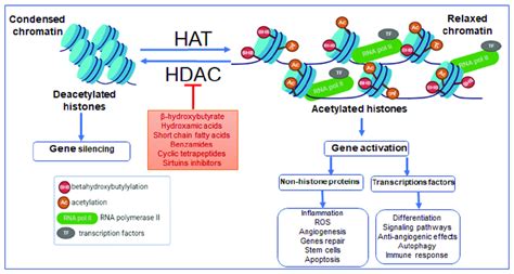 Effects Of Hat And Hdac On β Hydroxybutyrylation The Chromatins