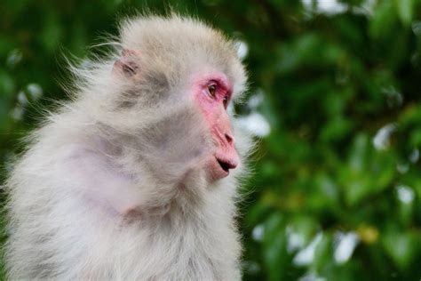 サル山のお猿さん ③ 人間っぽい表情 2nakatakeさん αcafe αの写真投稿サイト ｜ ソニー