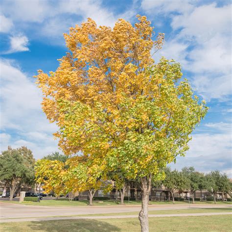 Cedar Elm Ulmus Crassifolia Servescape